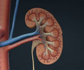 Global Kidney Academy: ANCA-Associated Vasculitis (AAV)